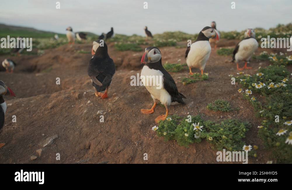 Large Colony of Atlantic Puffins Walking in Bumpy Dirt and Flowery ...