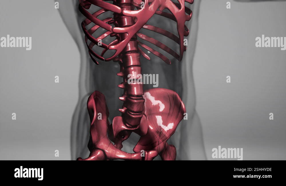 anatomy of human skeleton illustration Stock Video Footage - Alamy
