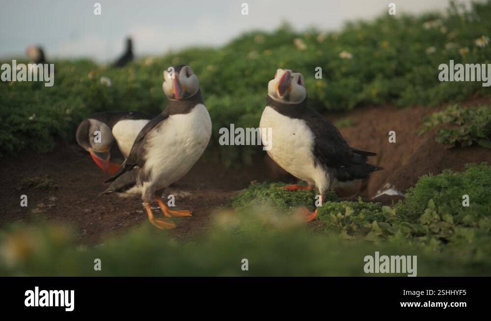 Group of Atlantic Puffins Shaking Feathers and Stomping Feet in Flower ...