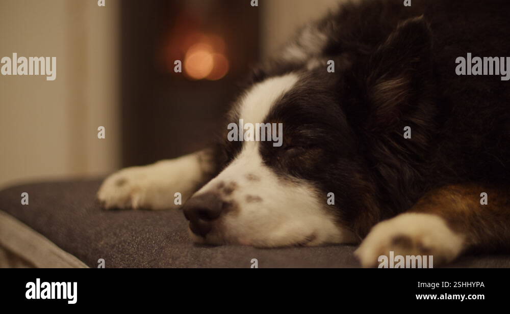 Handheld close up shot of a dog sleeping on the couch. Fire burning in ...