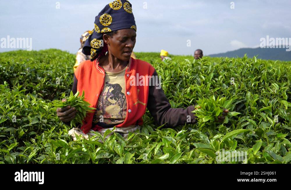 Tea farm rwanda Stock Videos & Footage - HD and 4K Video Clips - Alamy