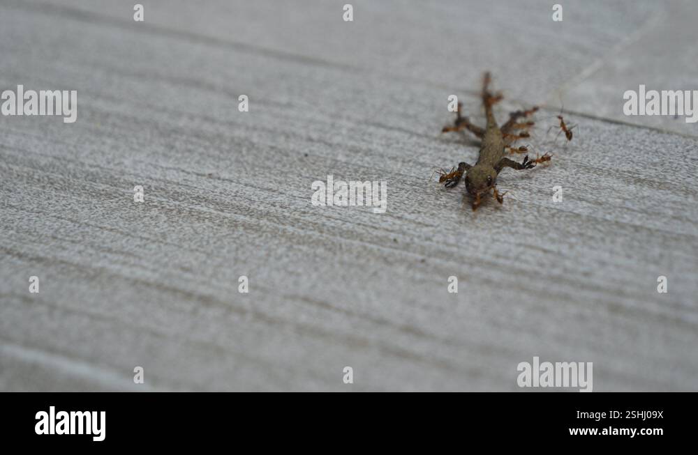 Dead Gecko Lizard Corpse Being Carried and Eaten by Army Ant Colony ...