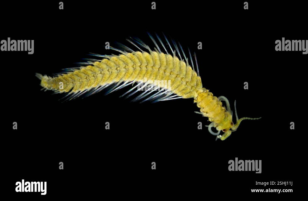 Worm Polychaeta, Autolytus sp.(Myrianida prolifera) under the microscop ...