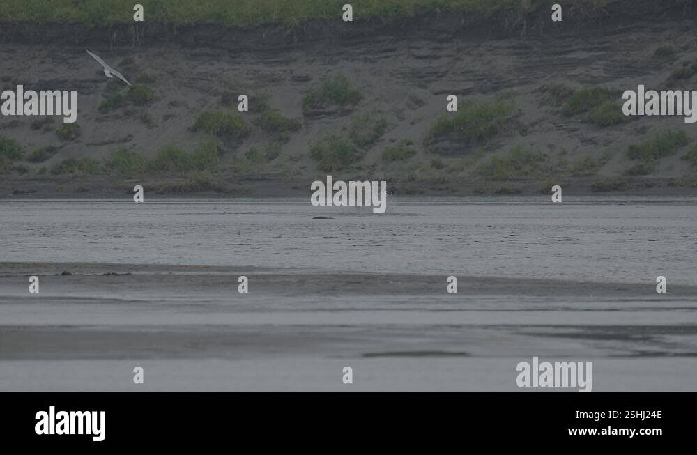 Alaska wolf pack Stock Videos & Footage - HD and 4K Video Clips - Alamy