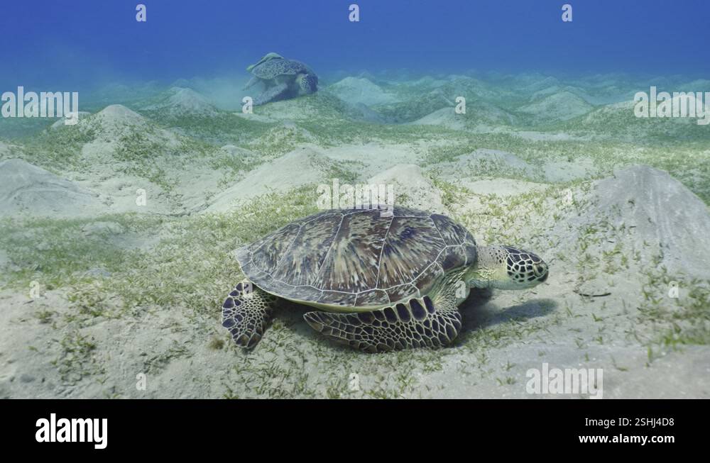 Green sea turtles algae Stock Videos & Footage - HD and 4K Video Clips ...