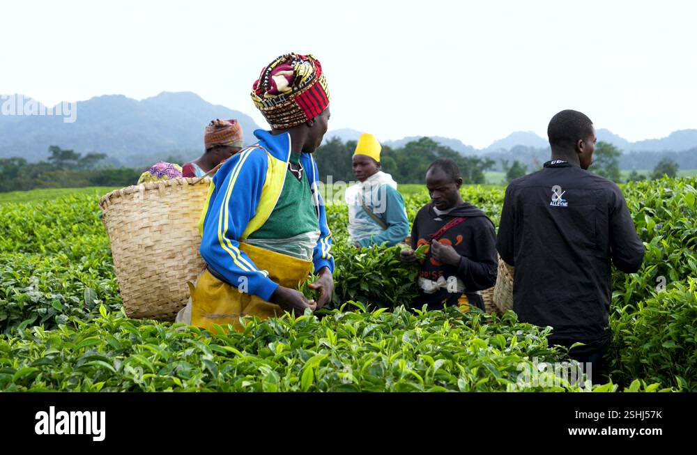 African Farmers Harvesting Tea Leaves on Rwanda Plantation Stock Video ...