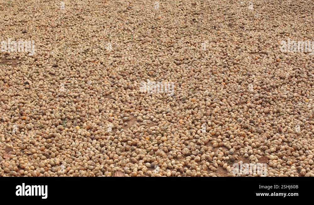 Nuts drying Stock Videos & Footage - HD and 4K Video Clips - Alamy