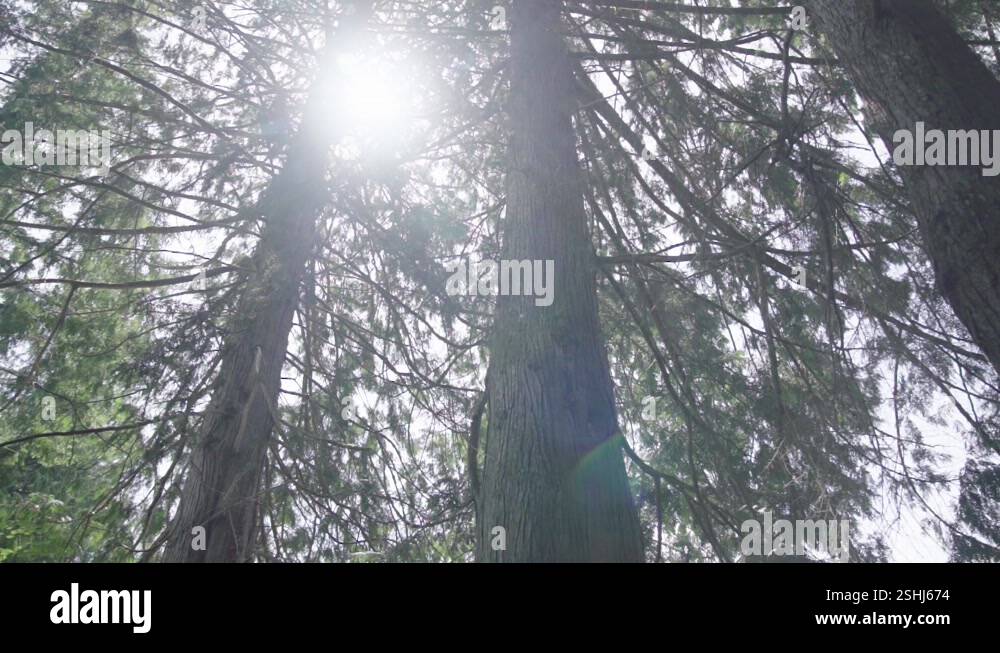 In the forest. The sun peeking through the branches of the pines. Slow ...