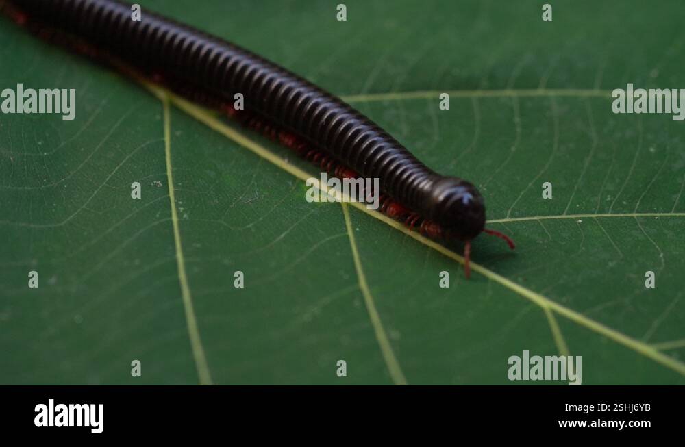 Trigoniulus corallinus, kluwing (animals with many legs) on leaves take ...