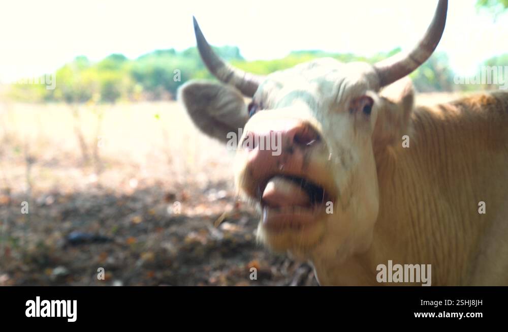 Hungarian Variegated cow looks at camera, chews cud, Bacs-Kiskun County ...
