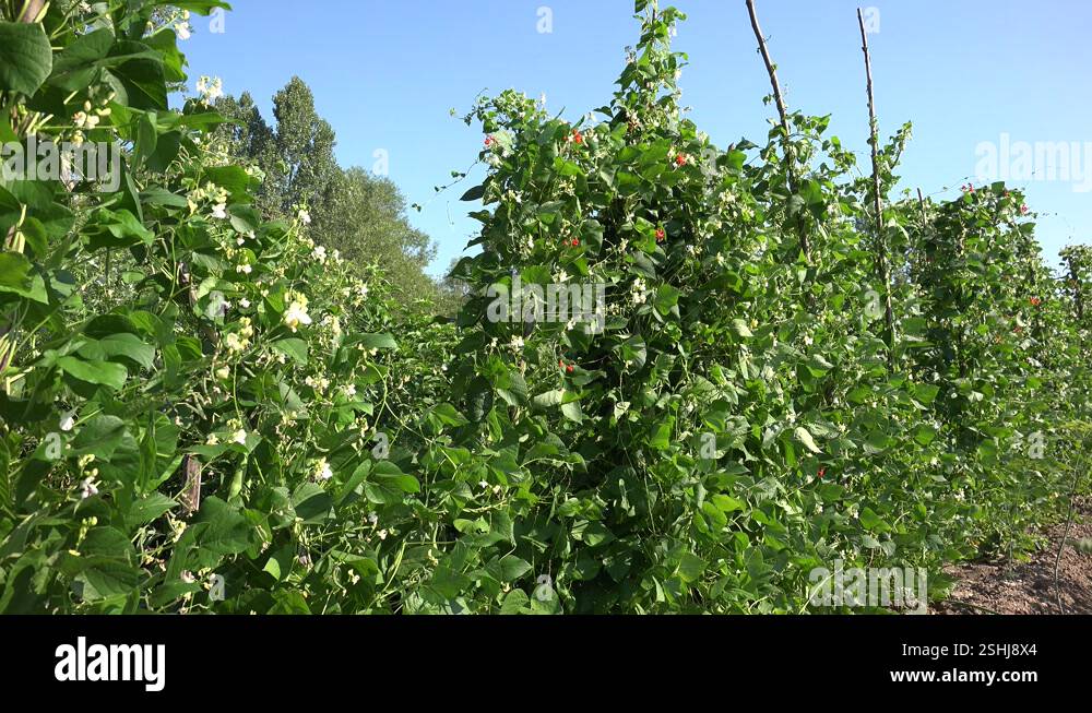 Agriculture Field, Mowed Grass for Farm Animals, Harvesting Crop ...