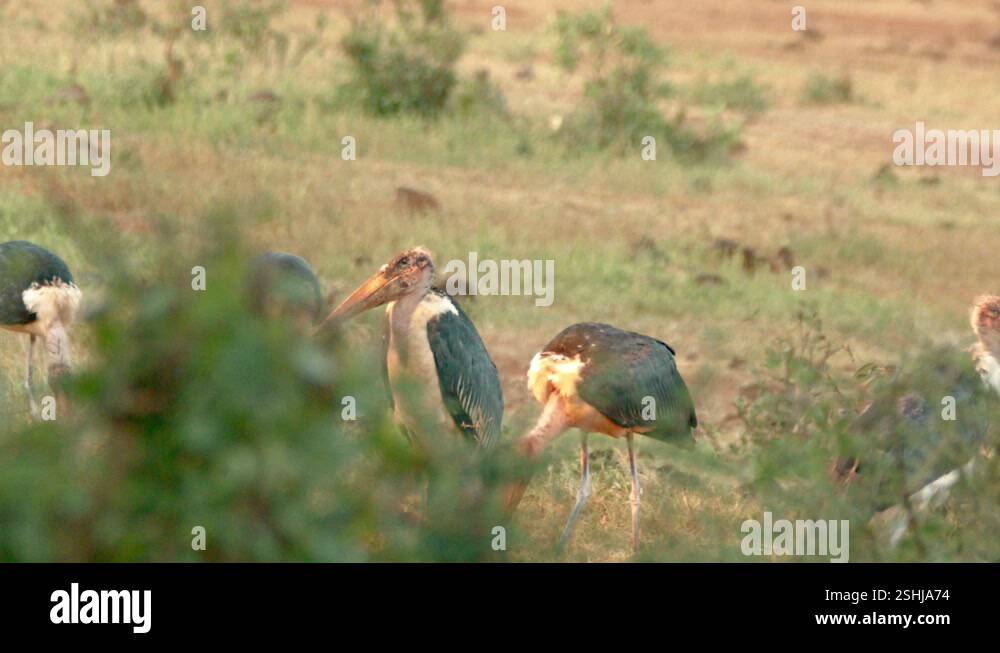 Mustering Of Marabou Storks At The Tsavo West National Park In Kenya ...