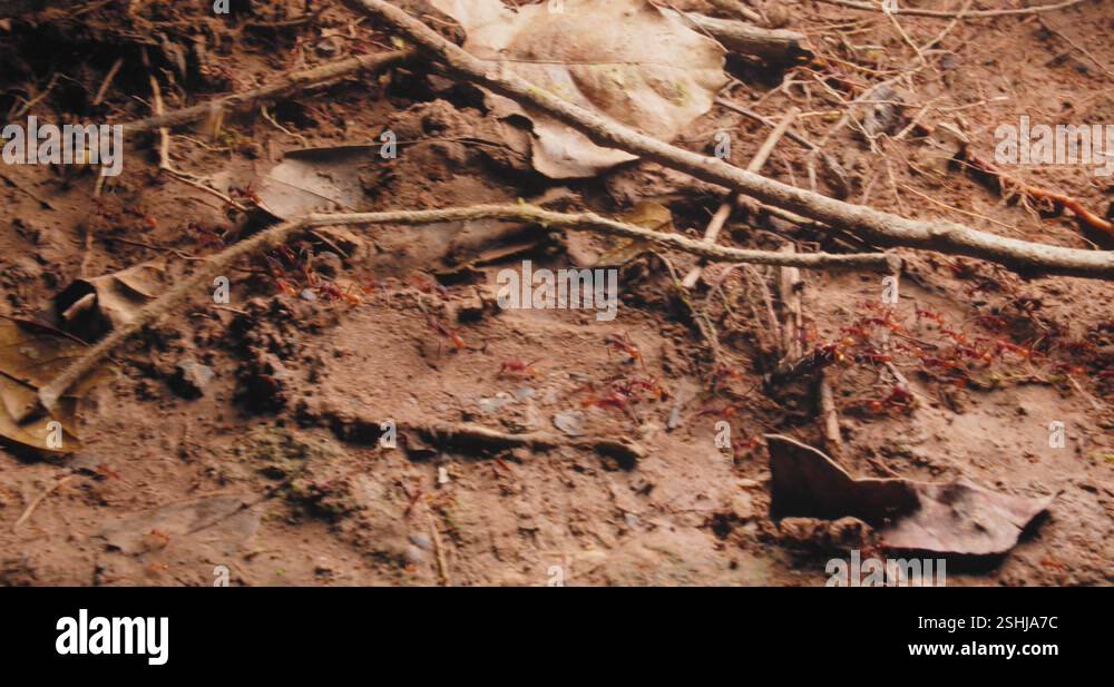 Following a group of army ants moving towards their fort also seen is a ...