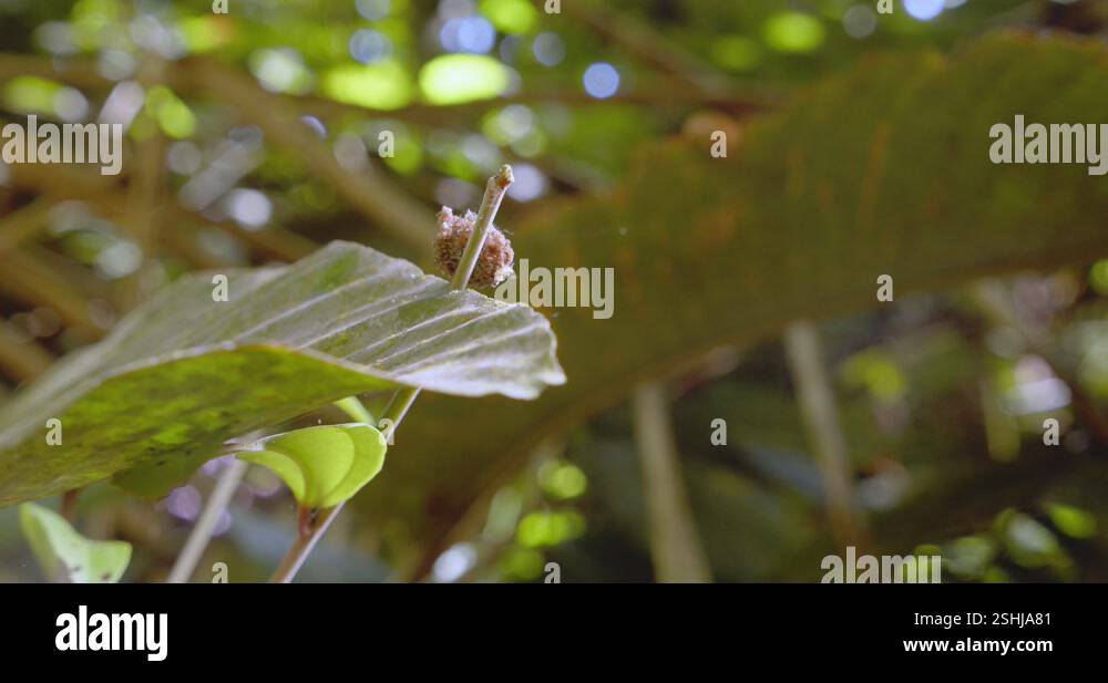 Following a trash bug as it travels up a twig onto a leaf , its like a ...