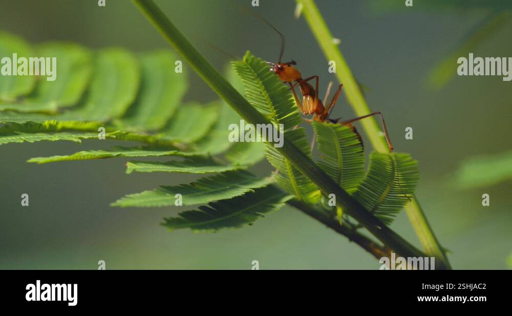 Single Red Army Ant walking around the stems meets another individual ...