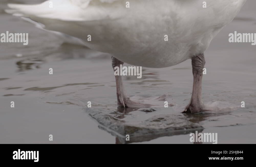 Detail of legs of a white swan resting on a rock on the edge of a pond ...