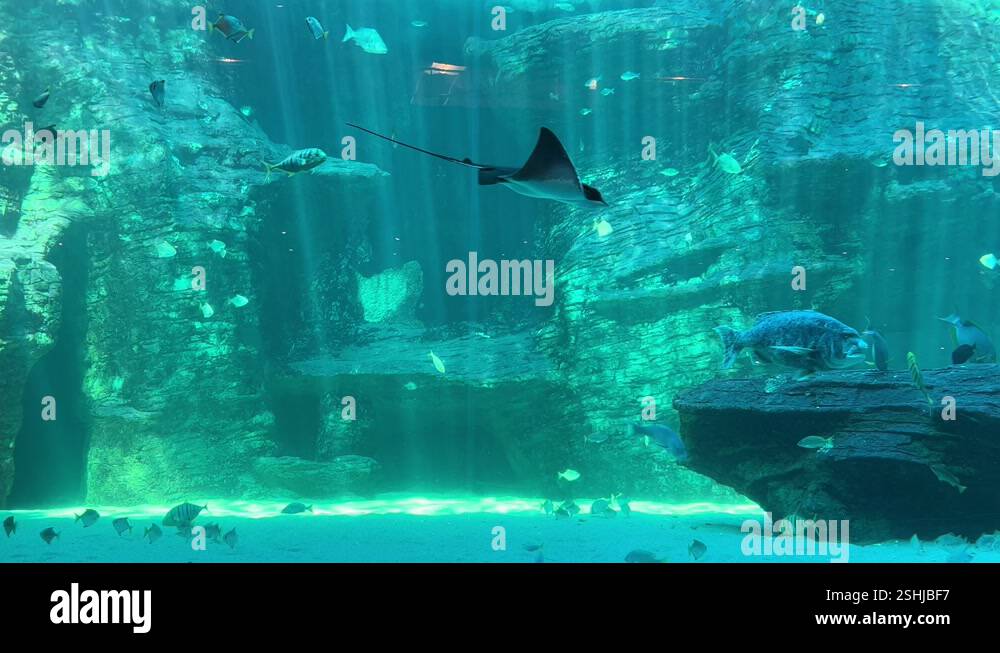 Large deep aquarium tank with muscle crackers, stingrays, and other ...