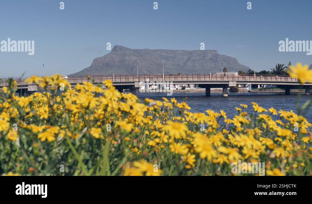 Yellow flower foreground, cars drive over Cape town bridge, Table ...