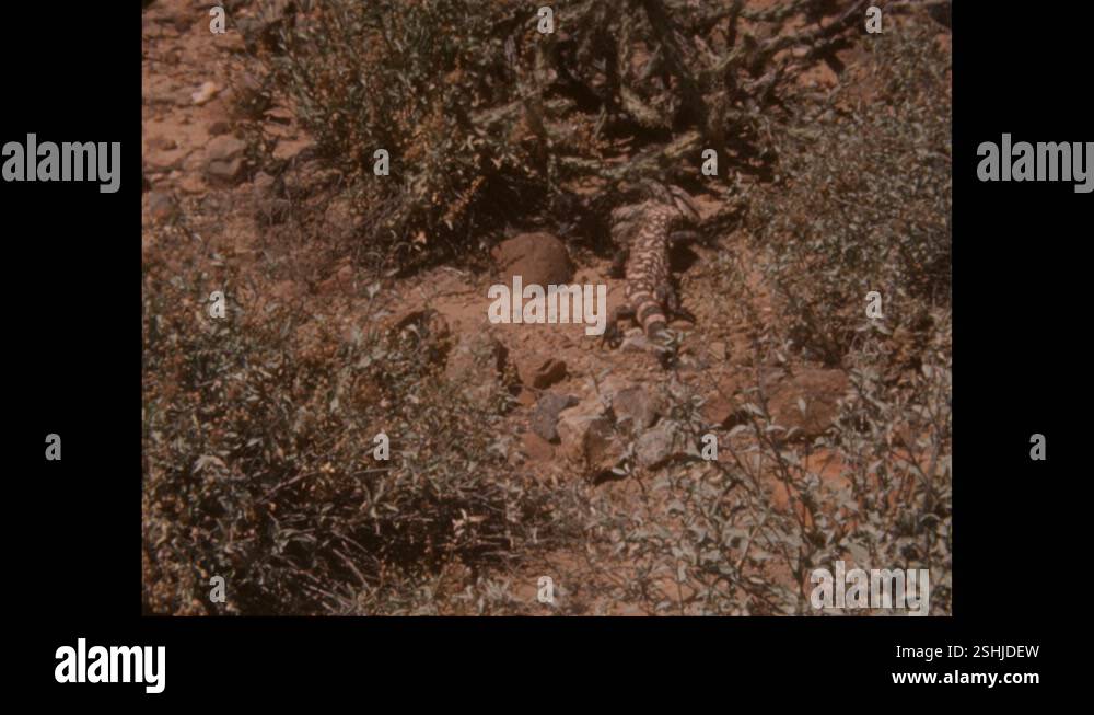 1980s: Small lizard eats an insect. Gila monster crawls into a patch of ...