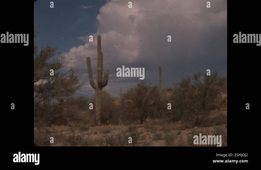 1980s: Saguaro cacti and mesquite bushes in desert scrub land. Saguaro ...