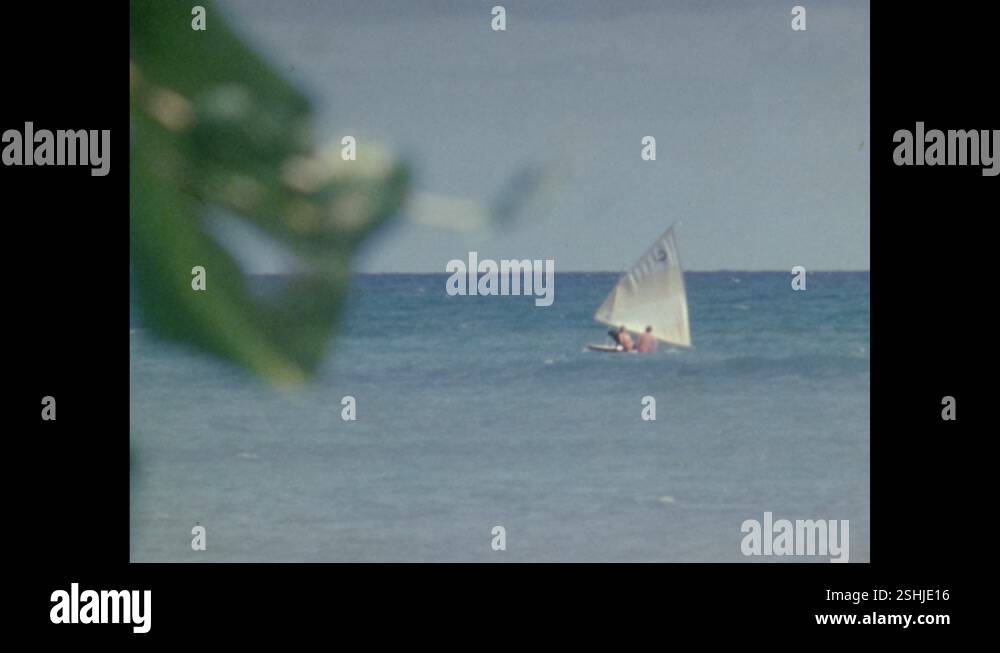 1970s:Leaves on tree blow in the wind. People sail on sailboat in the ...