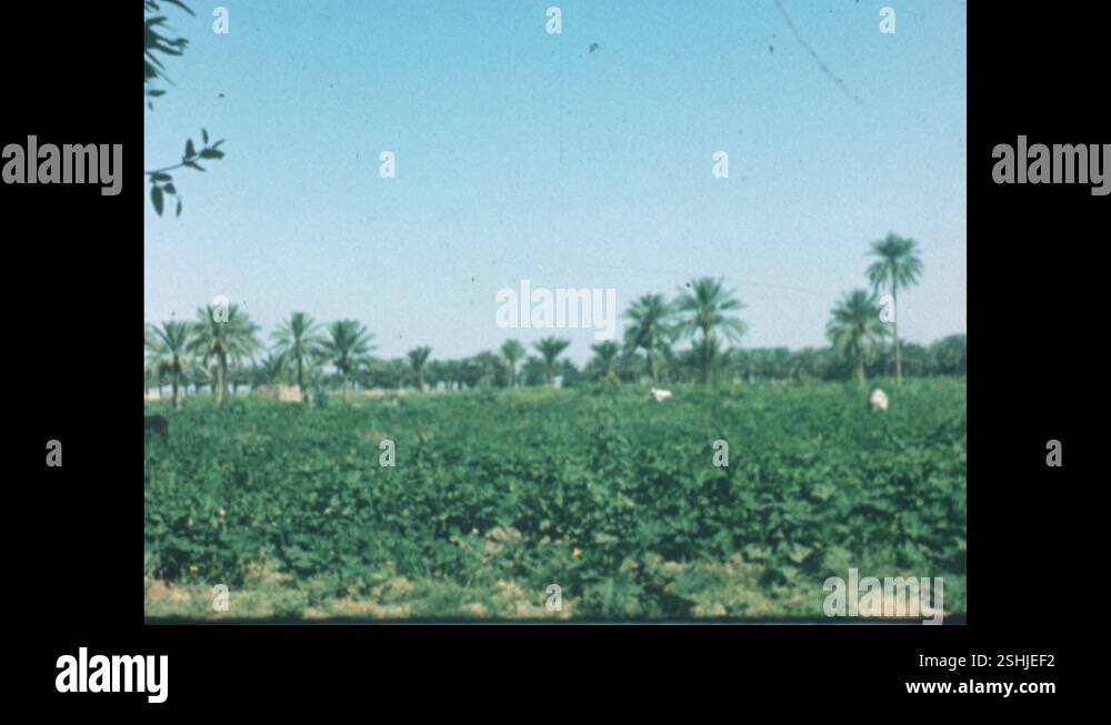 1950s: Palm trees, people crouch, work in dense agricultural field. Man ...