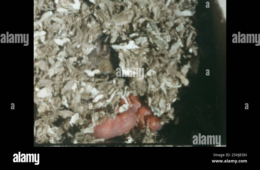 1950s: Mouse burrows in nesting material. Hairless, pink babies wiggle ...