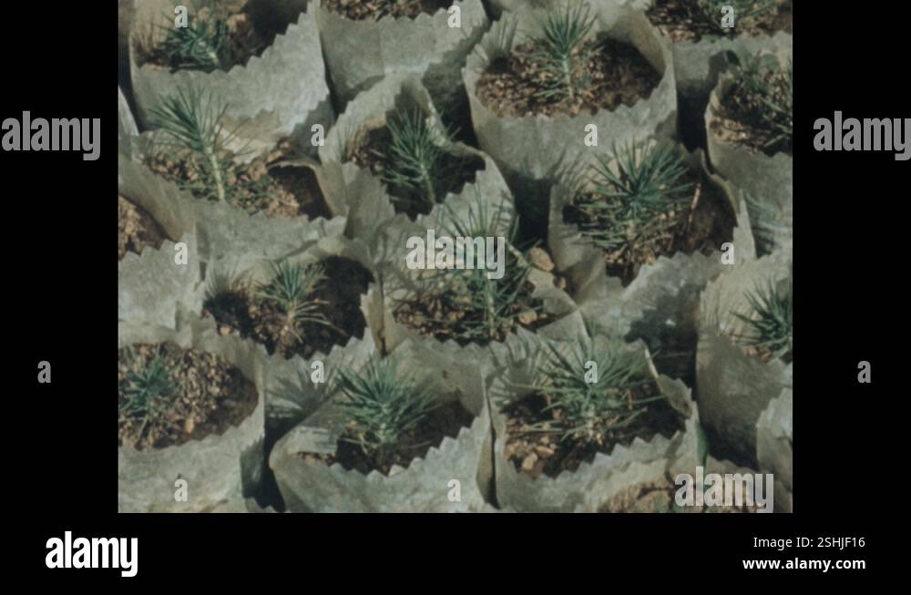1950s: Figure plants seedling in pouch surrounded by other pouches ...
