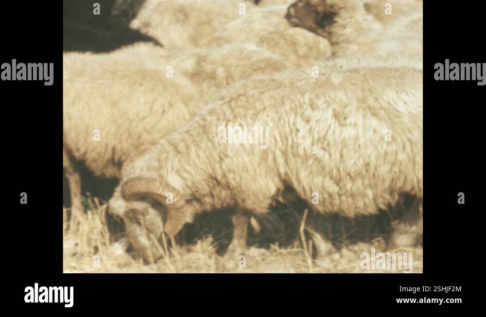 1950s: Sheep, male and female, eat in a field. A flock of sheep push each other Stock Video ...