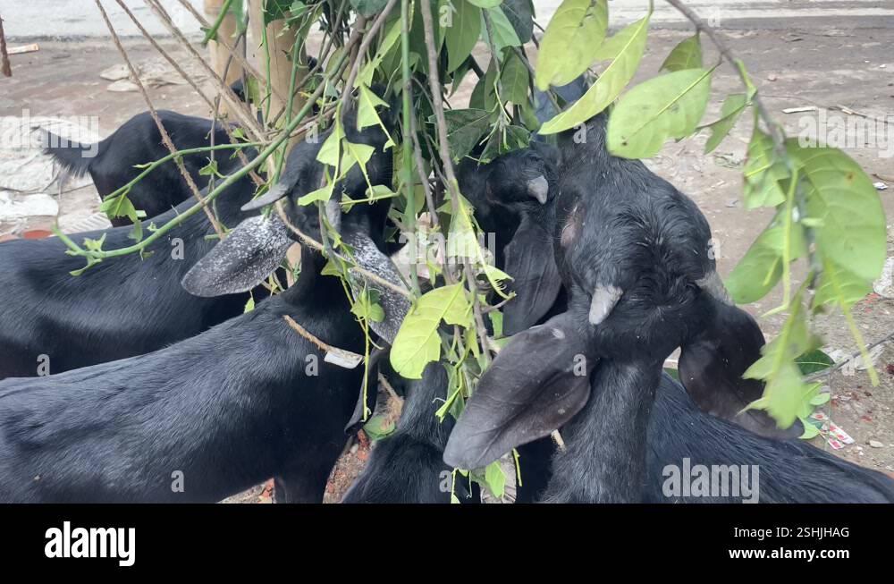 Rural Scene Of Black Goats Grazing In Dry Land, Dhaka, Bangladesh Stock ...