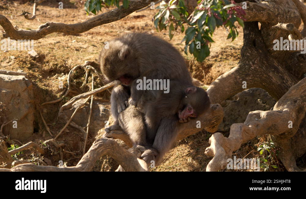 Mother snow monkey (Japanese macaque) sitting under a tree picking ...