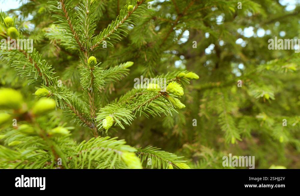 Branch of an evergreen coniferous tree with prickly long leaves-needles ...