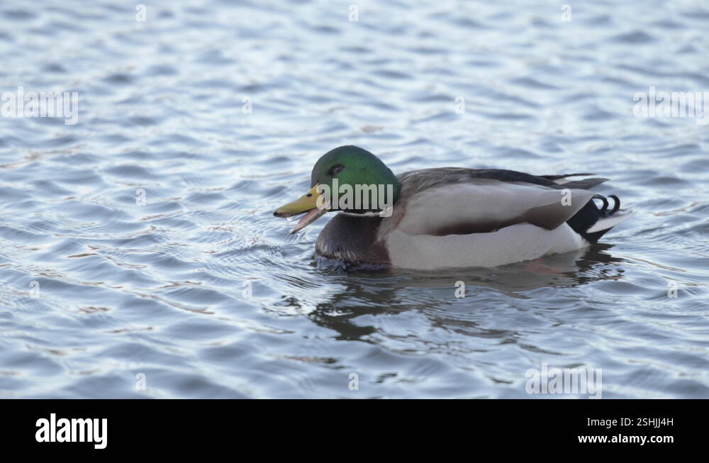 Green-headed Mallard Duck annoyed by other ducks landing in the water ...