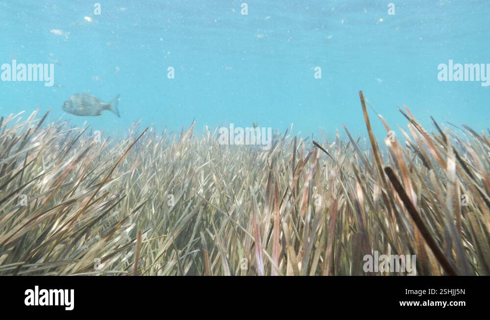 Cinematic underwater view floating through seagrass and fish habitat in ...