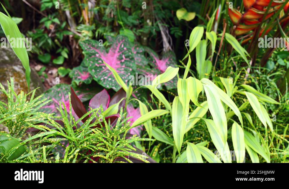 Mahe Seychelles range of flower selections at the exotic flower garden ...