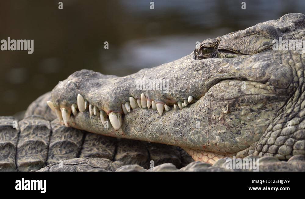 Zoom On Scary Nile Crocodile Jaw Teeth Stock Video Footage - Alamy