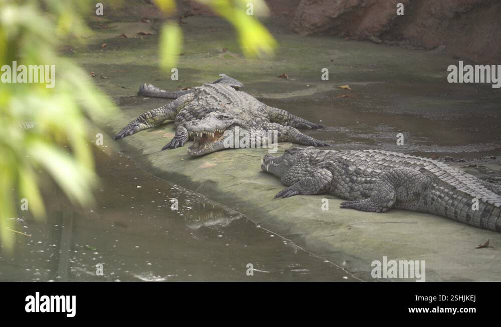 Multiple Nile Crocodiles On The Bank Of A Pond In A Nature Reserve ...