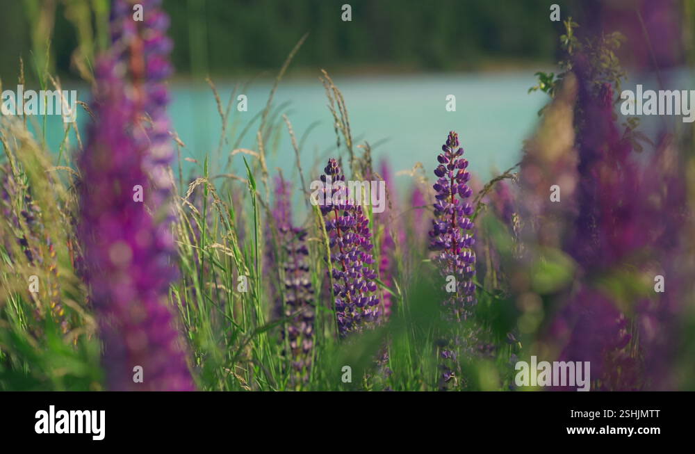 Purple Lupin Flowers swaying slowly in breeze at Lake Tekapo, slow ...