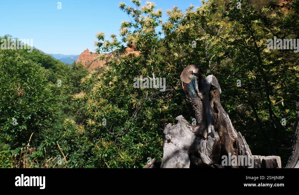 Old rotten tree trunk Stock Videos & Footage - HD and 4K Video Clips ...