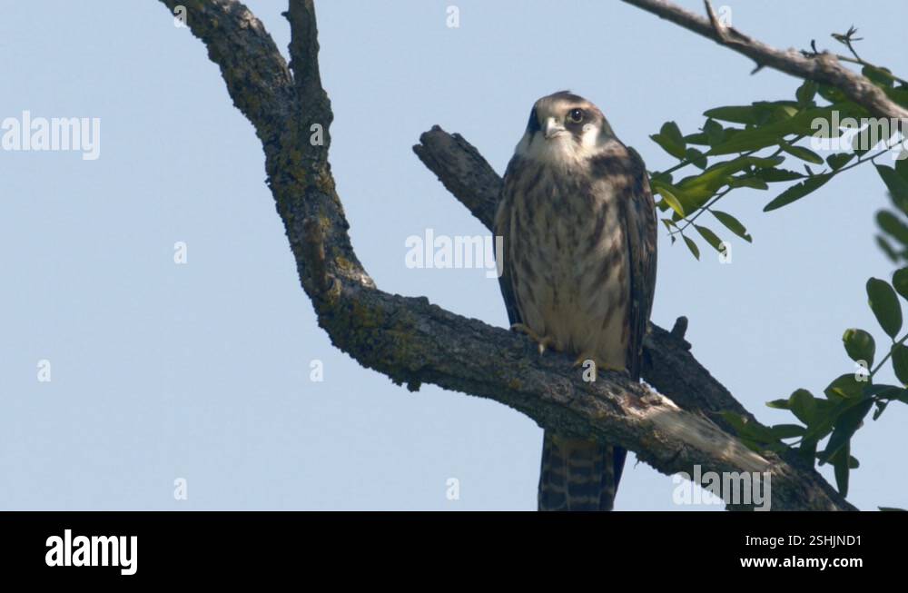 Red Footed Hawk Falco Vespertinus In Natural Environment.Slow Motion ...