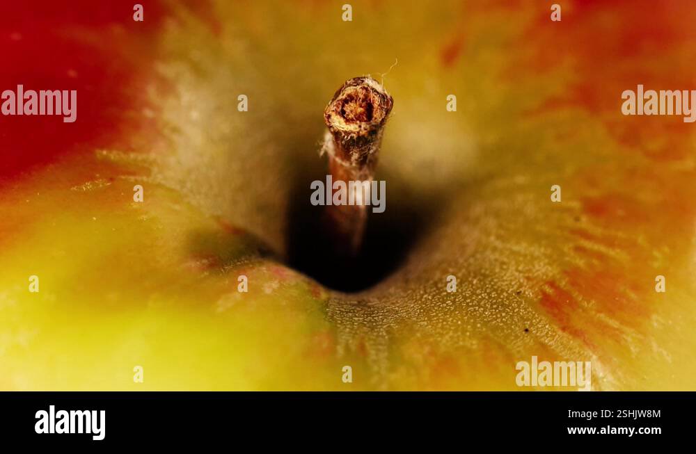 Detail product shot of the top of an apple with stem Stock Video ...