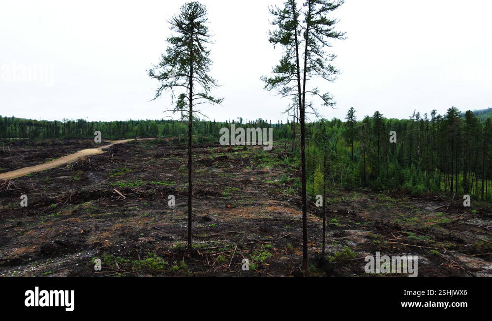 Two evergreens stand alone in a massive clear cut in central Quebec ...