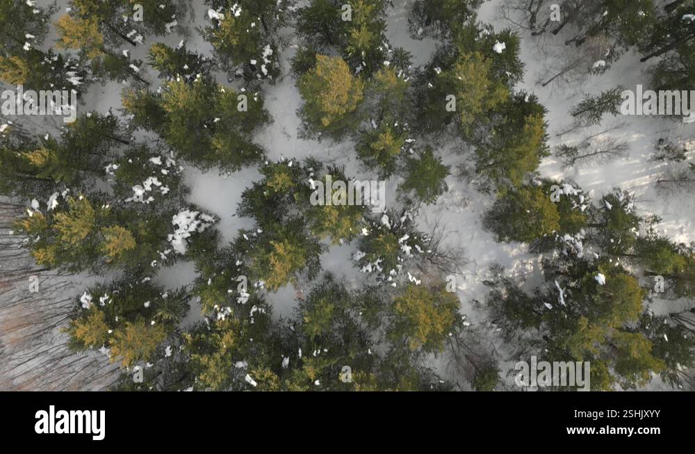 bird perspective of highland forest during winter. The ground is ...