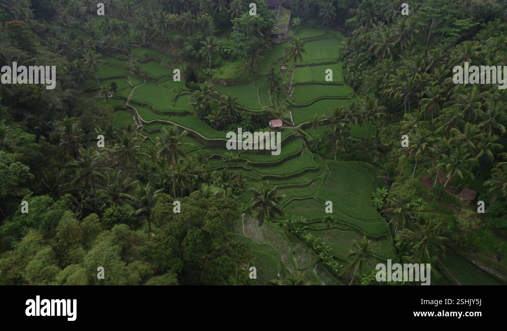 Aerial shot of Bali exotic rice fields surrounded by palm trees on ...