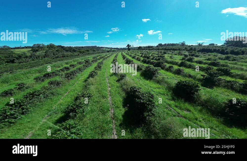 Plantation field country scene in Stock Videos & Footage - HD and 4K ...