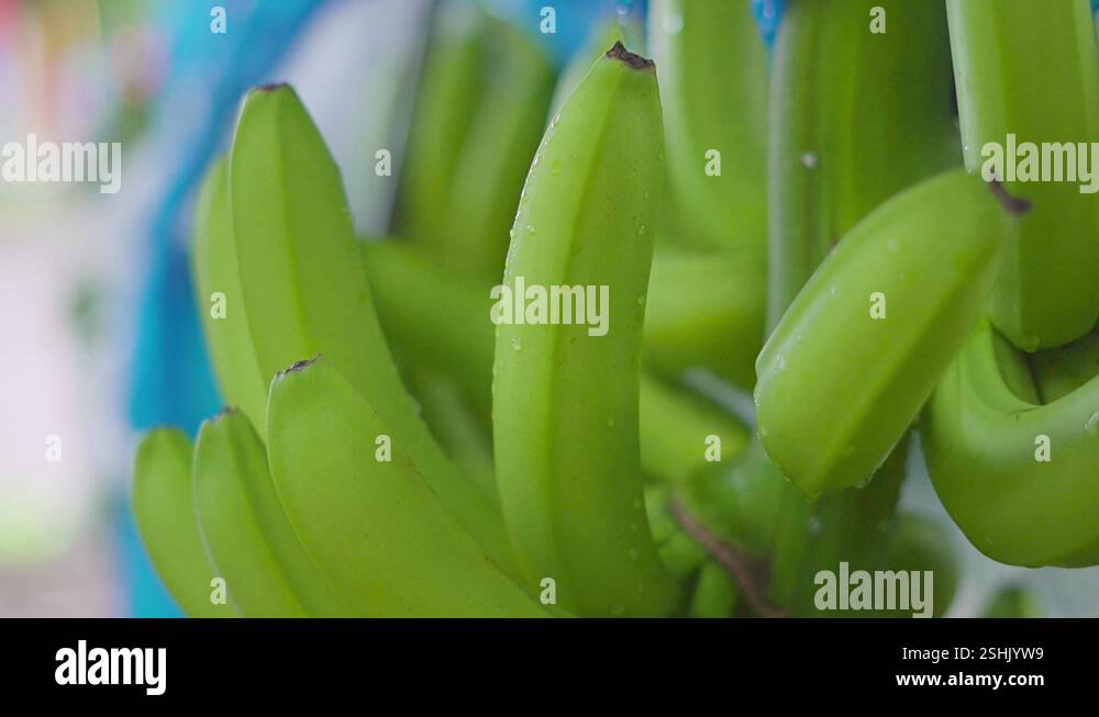 Detail shot of a banana basket with huge green fruits. Panning camera ...