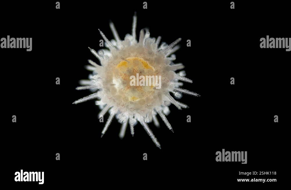 Oral side mouth young sea urchin Echinoidea, under a microscope ...