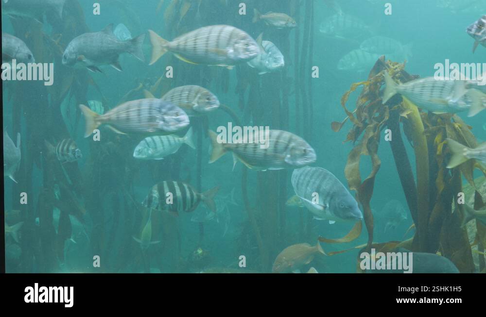 Many species of fish and sharks share underwater kelp forest habitat ...