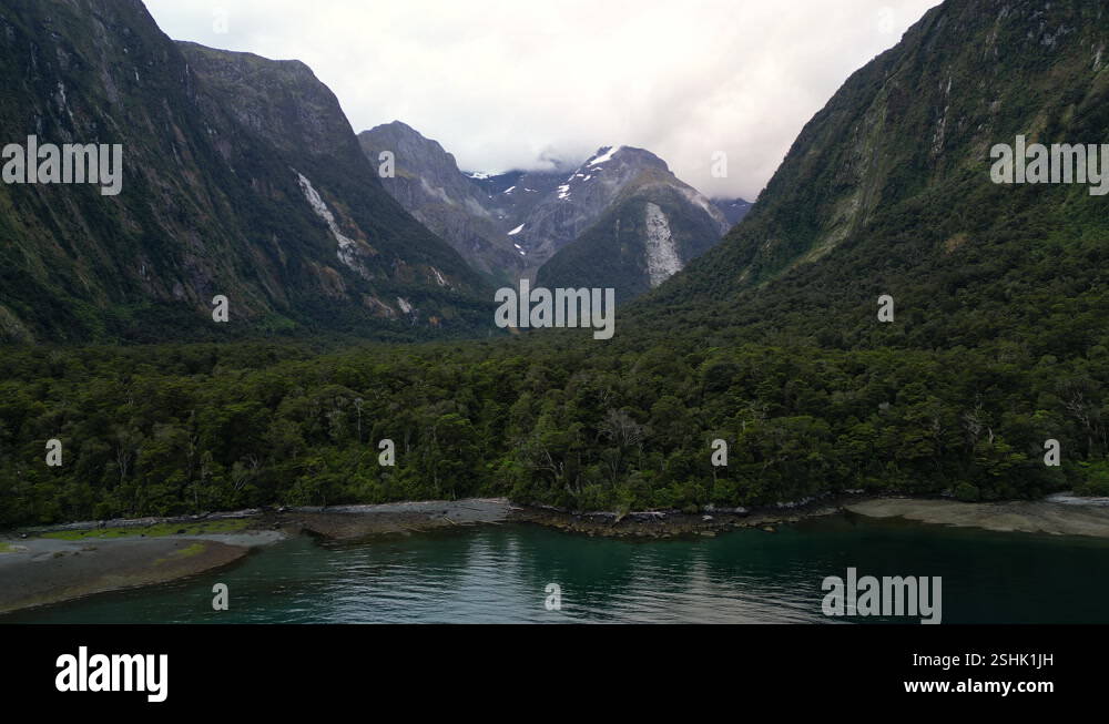 Lush temperate rainforest in fjord - Harrison Cove, Milford Sound ...