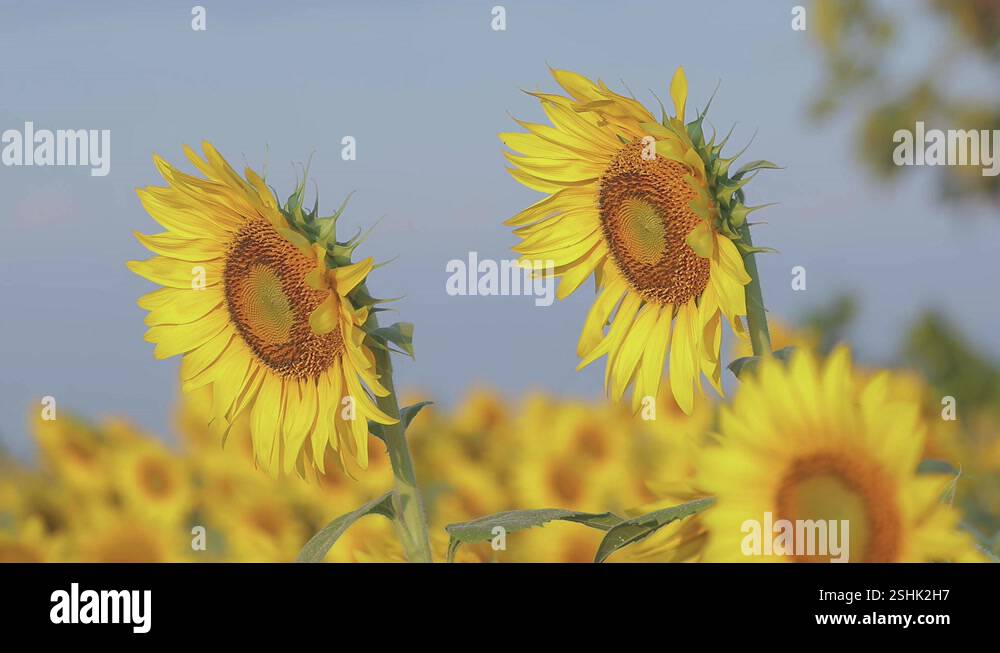 view of two sunflowers in the middle of a huge field with a selective ...